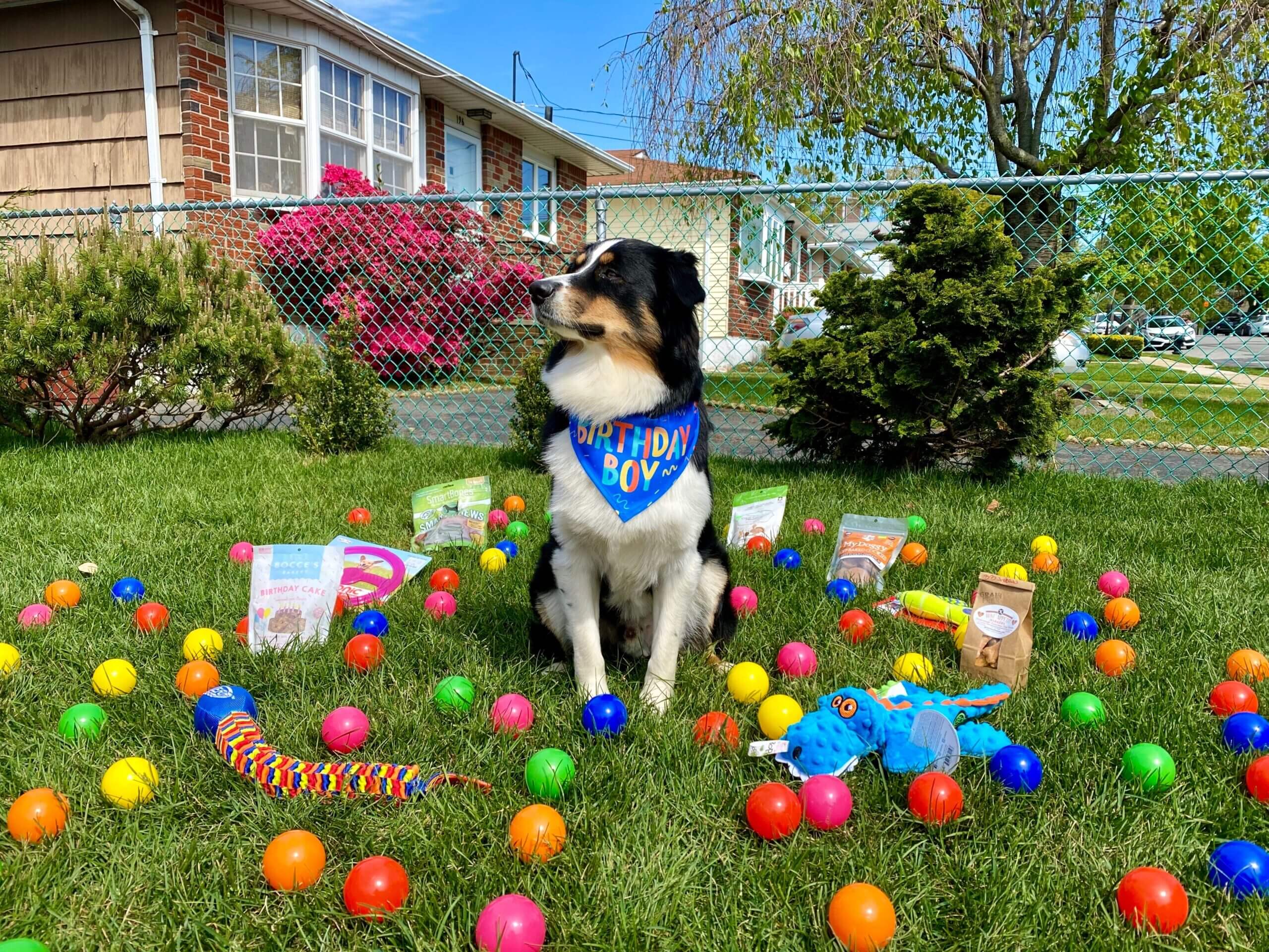 Quarantine Birthday - Pet Edition! (FREE EVENT) - New York Social Network